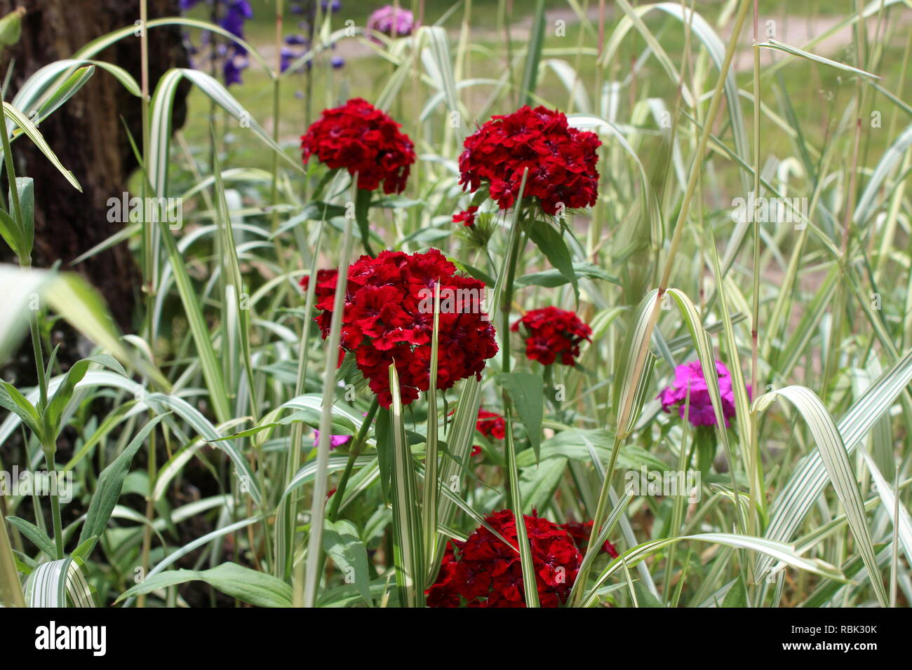 Crimson Red Sweet Williams Blooming In Ornamental Grass Stock Photo - Alamy