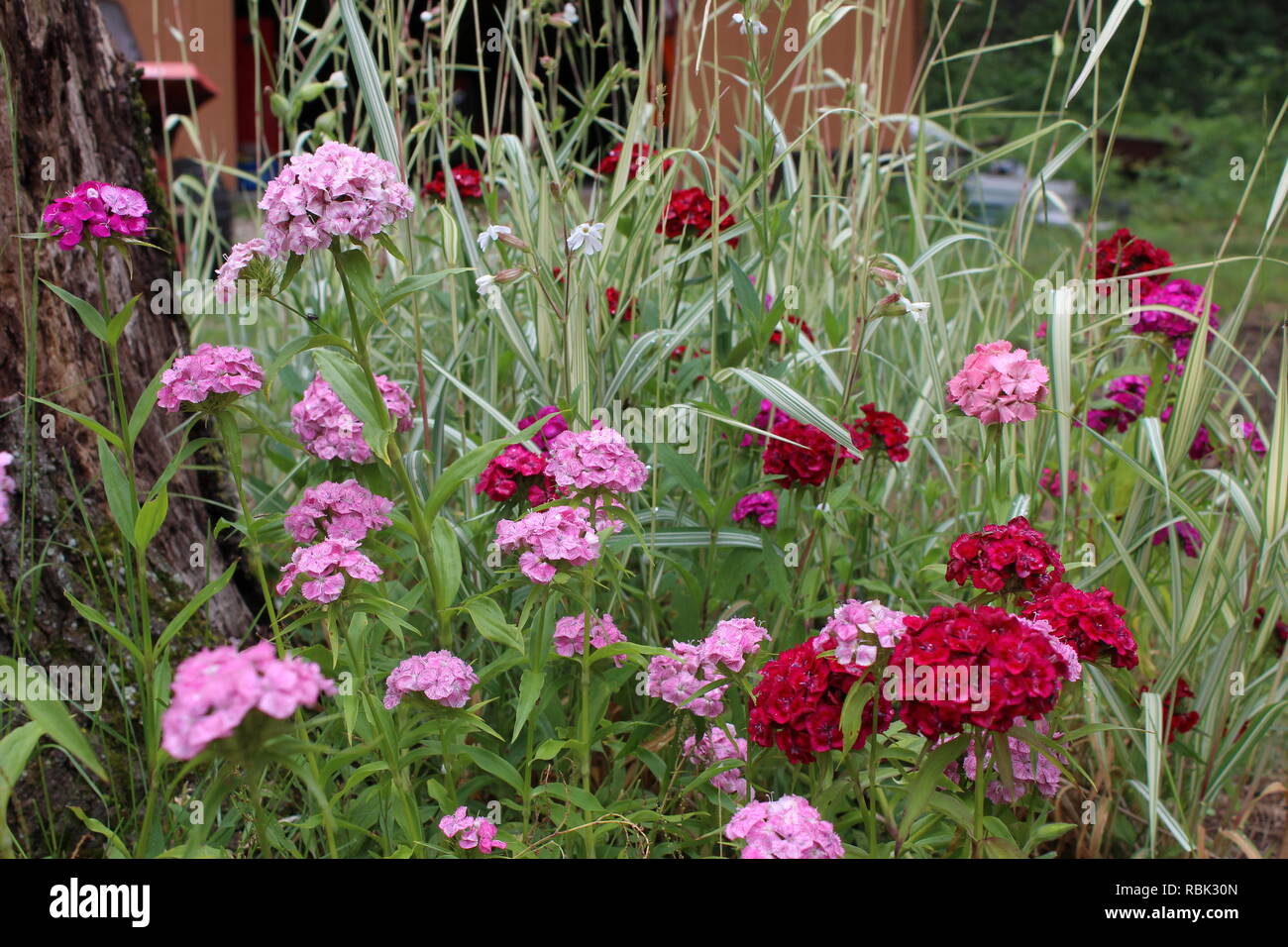 Multi-Color Sweet Williams Blooming With Ornamental Grass Stock Photo ...