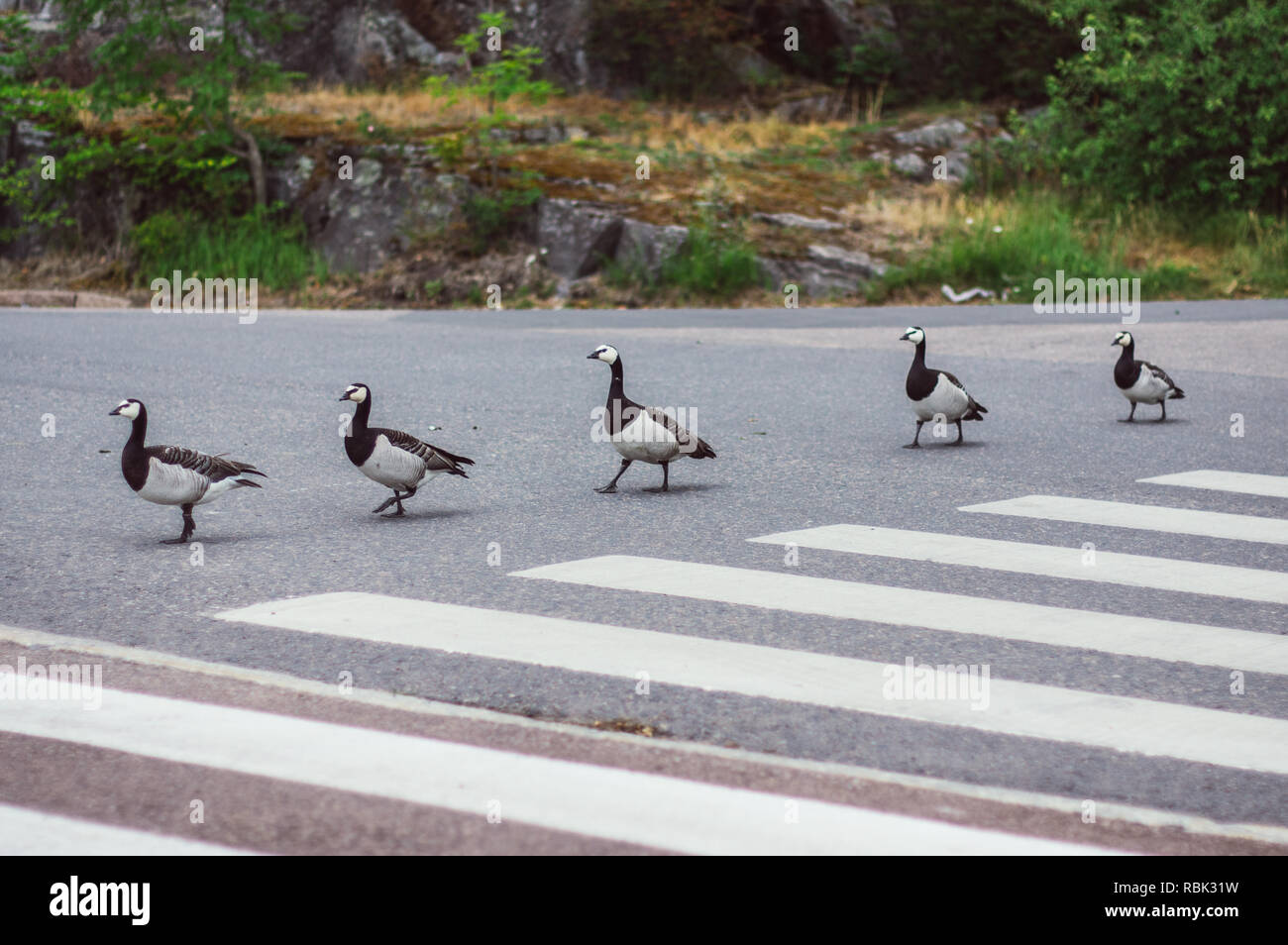 Birds with nestlings crossing road by pedestrian crossing Stock Photo ...