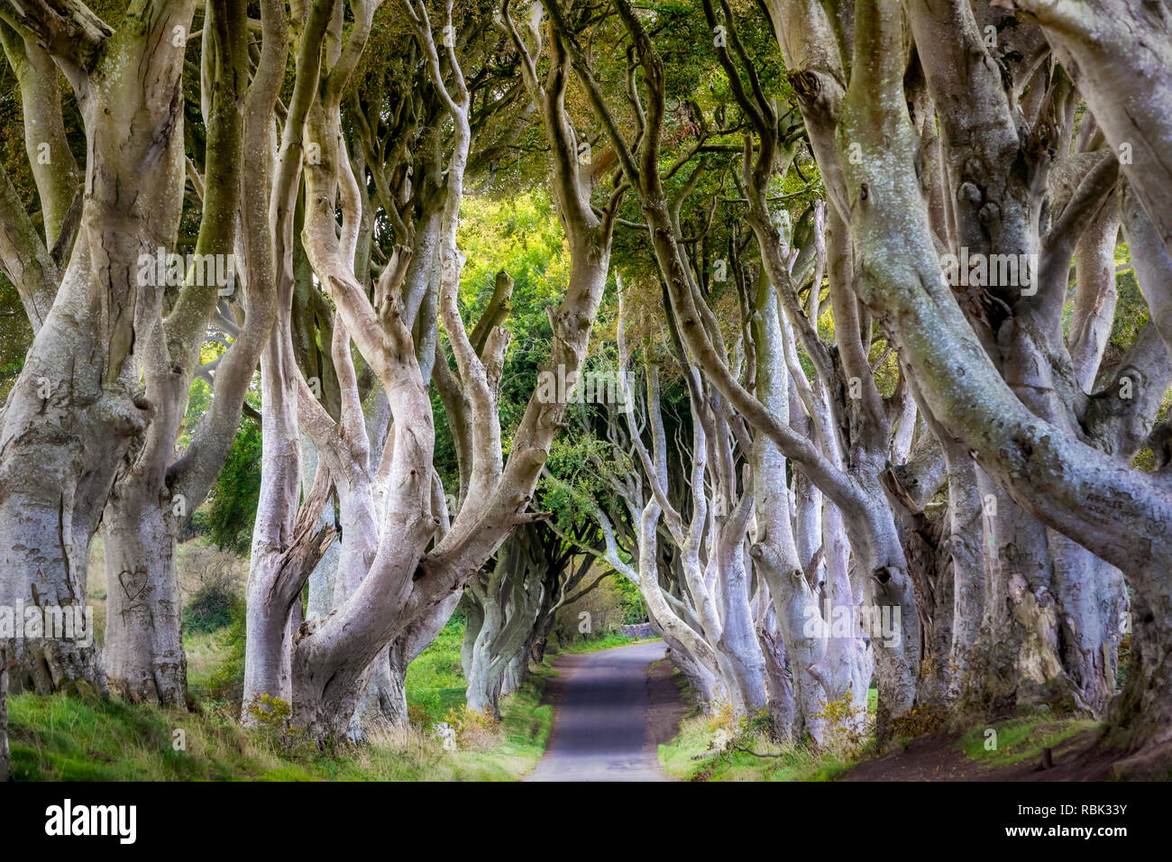 The Dark Hedges in Northern Ireland where scenes from Game of Thrones ...