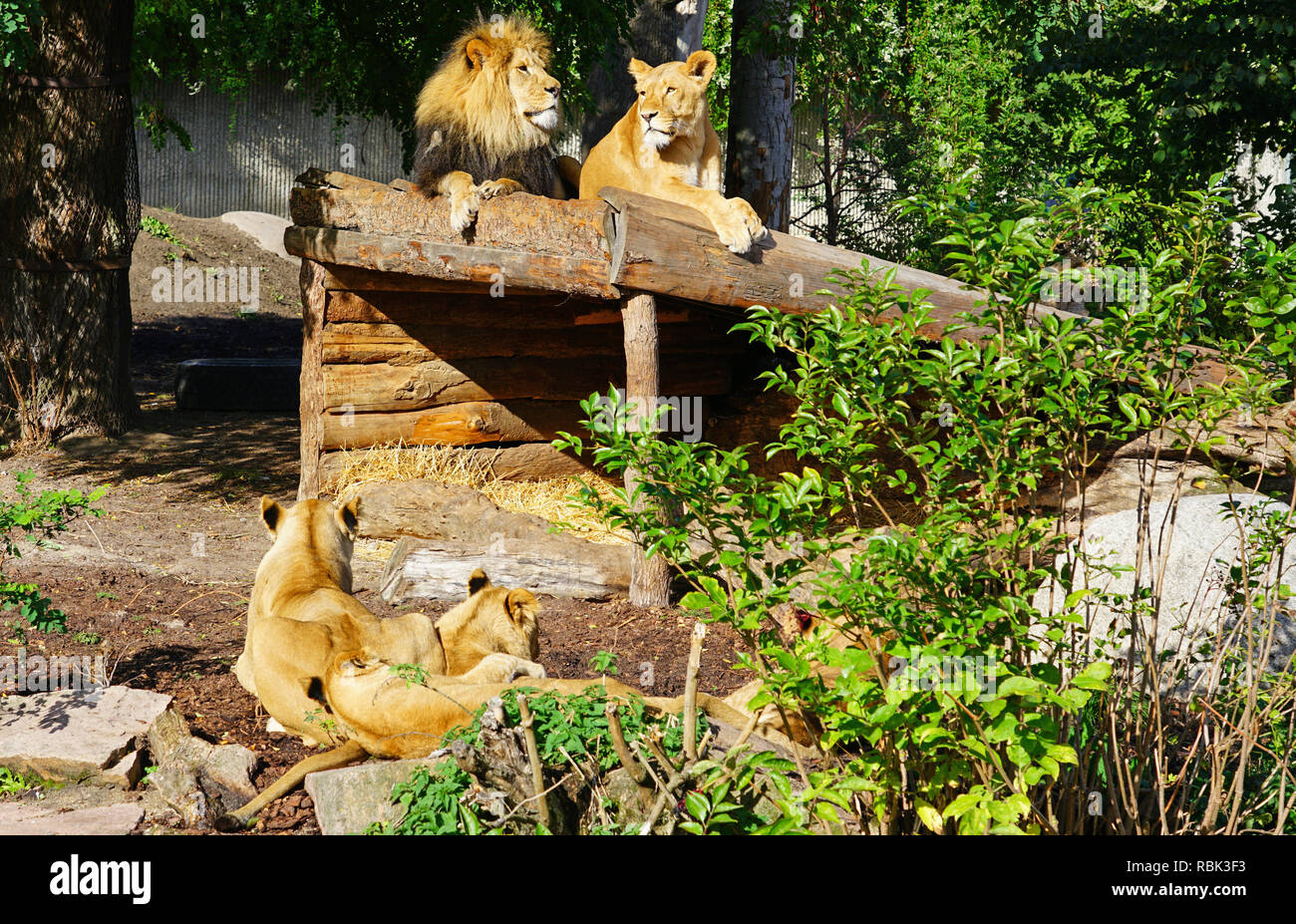 Copenhagen zoo lion hi-res stock photography and images - Alamy