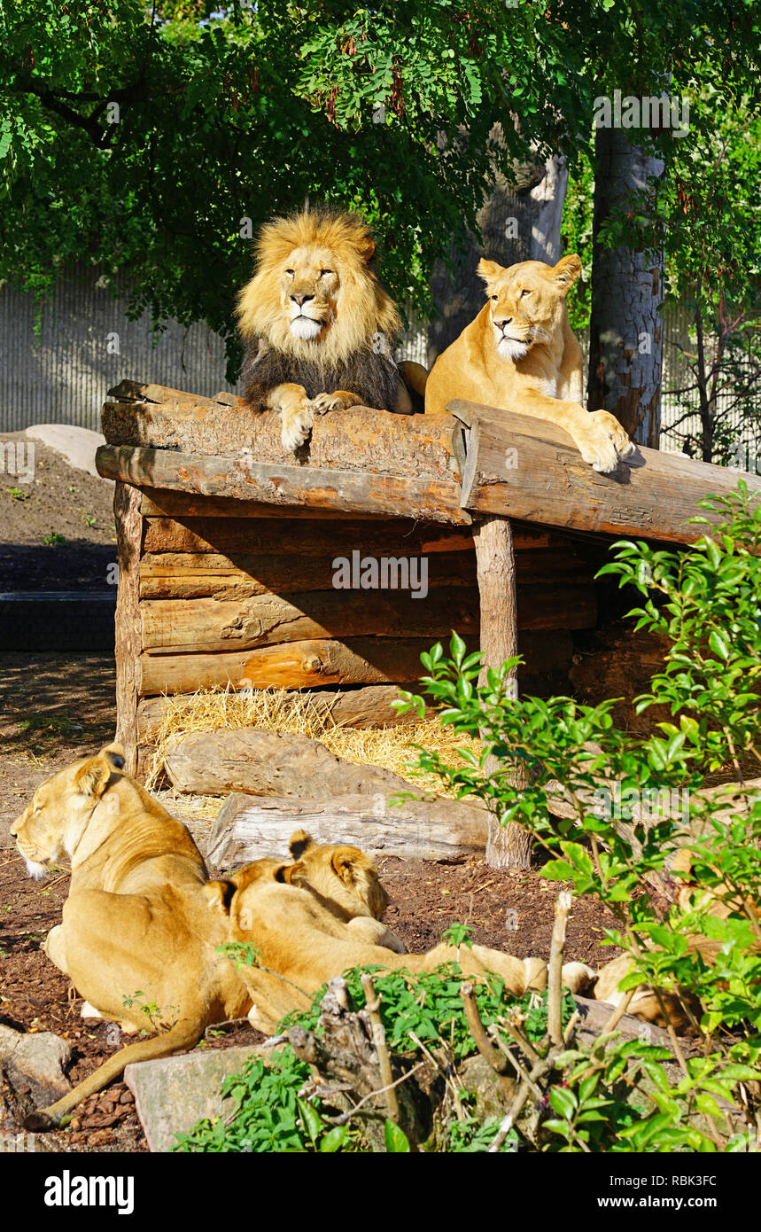 A majestic lion and his lioness at the Copenhagen Zoo Stock Photo - Alamy