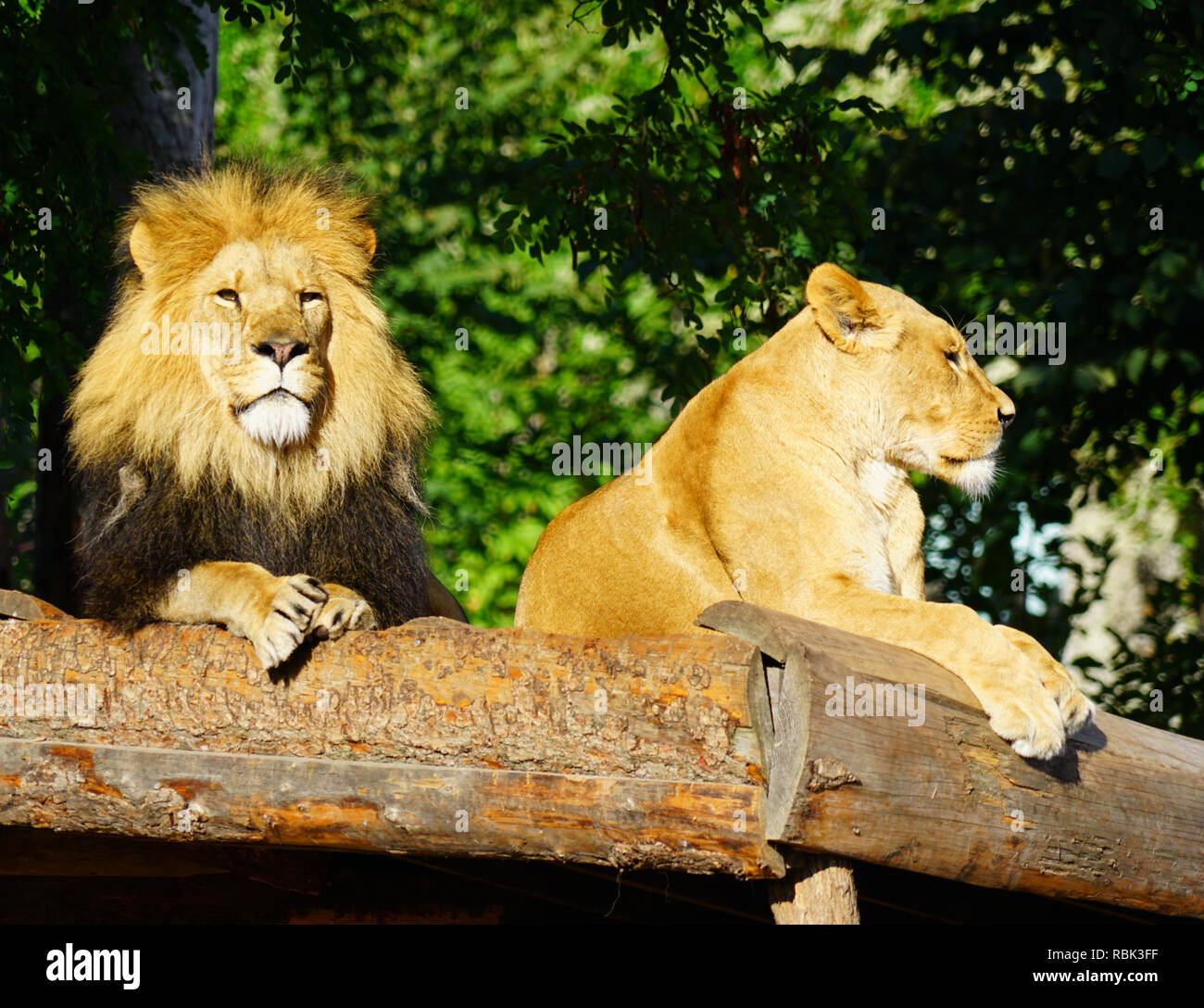 Copenhagen zoo lion hi-res stock photography and images - Alamy