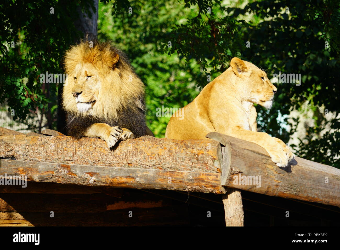 A majestic lion and his lioness at the Copenhagen Zoo Stock Photo - Alamy