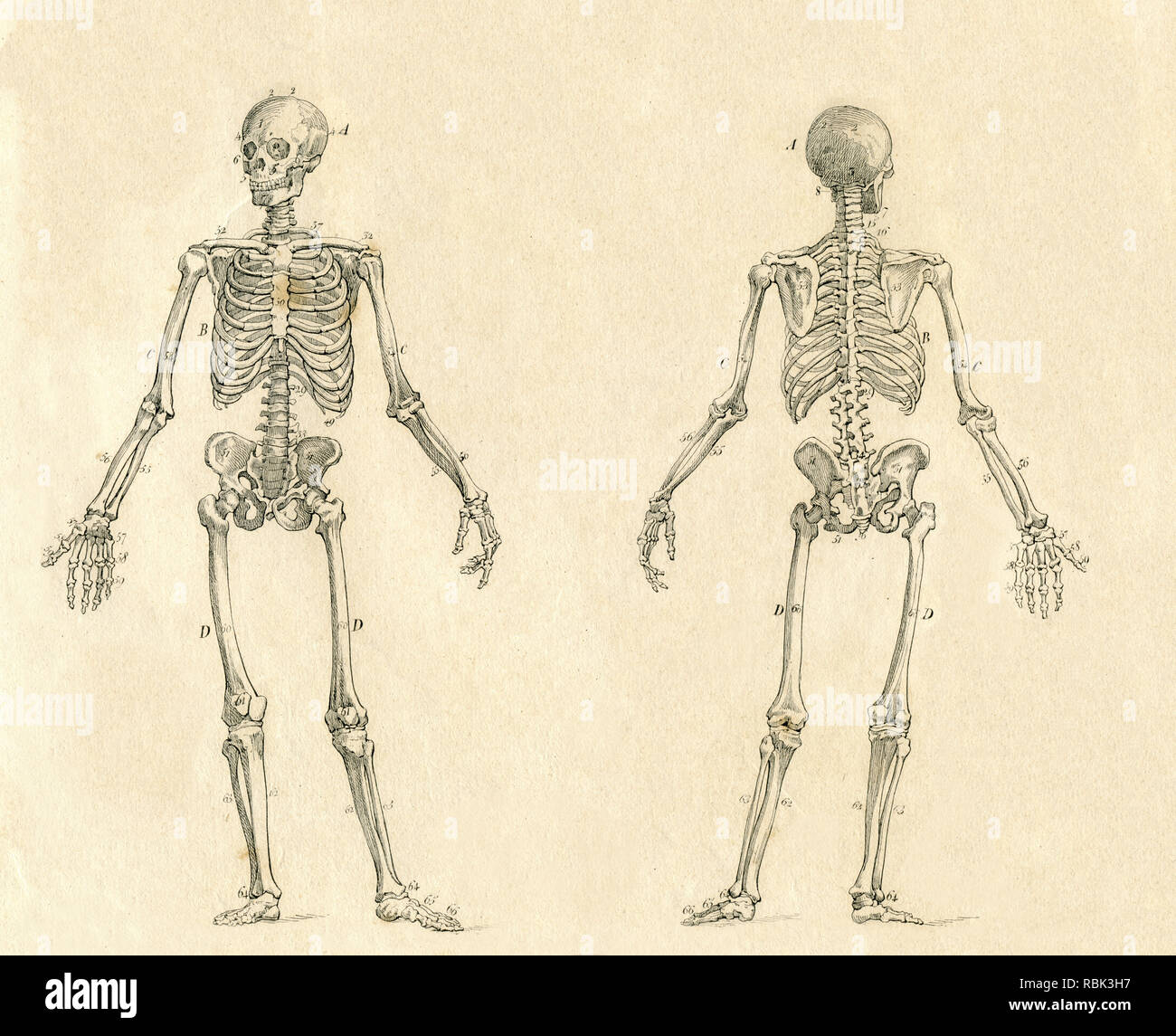Skeleton Drawing High Resolution Stock Photography and Images - Alamy