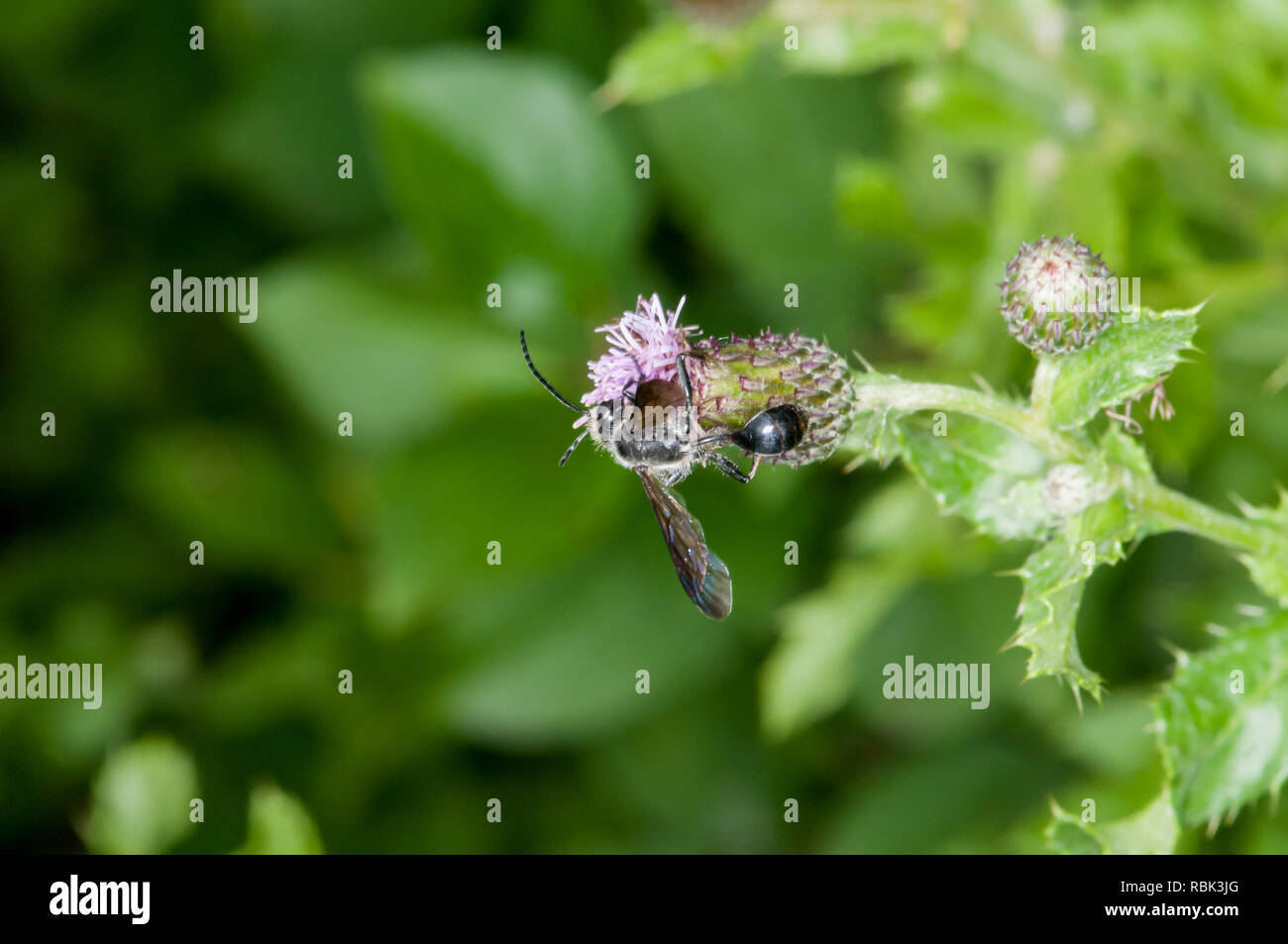 Vadnais Heights, Minnesota. John H. Allison forest. Thread-waisted Wasp ...