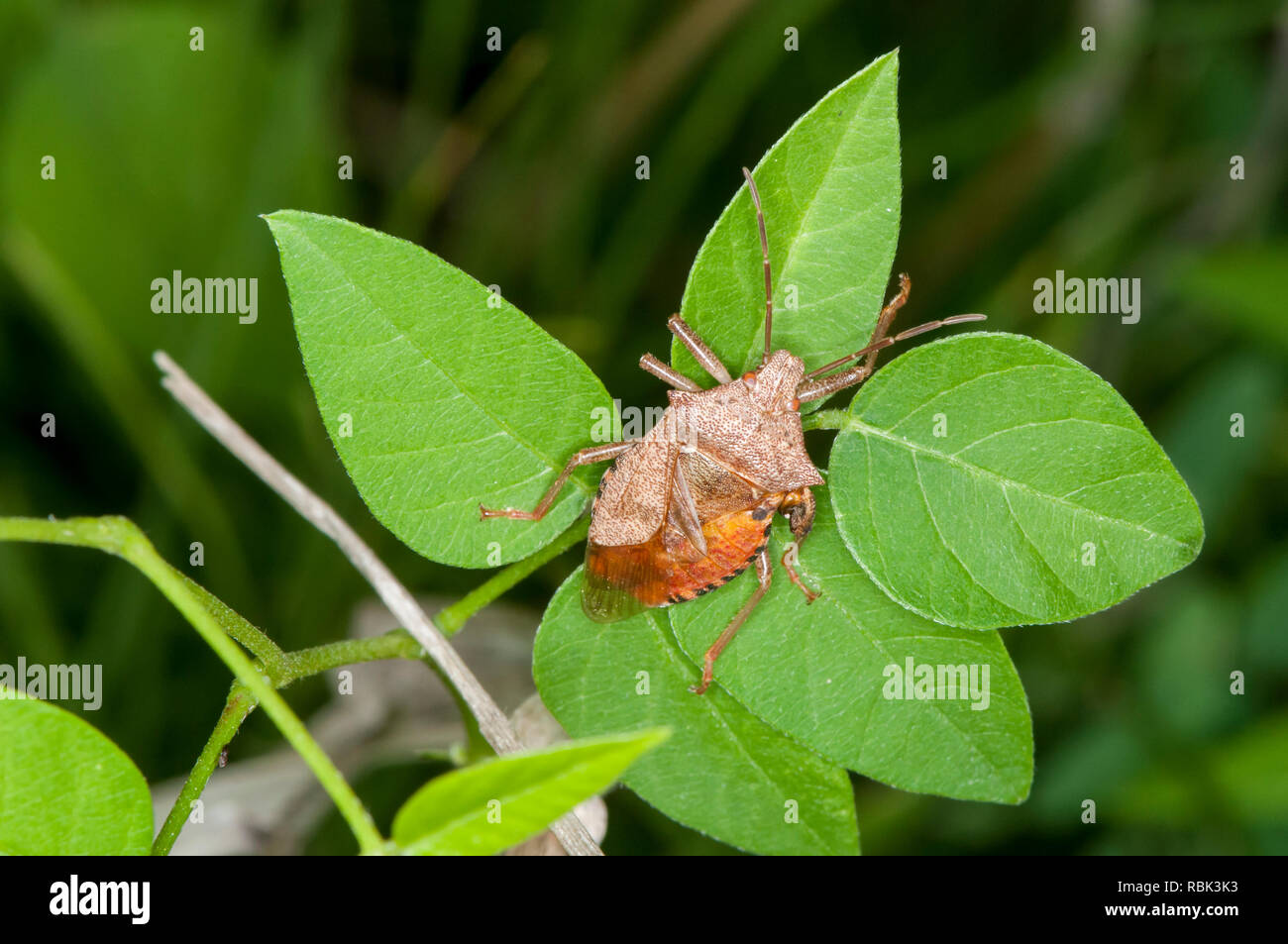Forest shield bug hi-res stock photography and images - Alamy