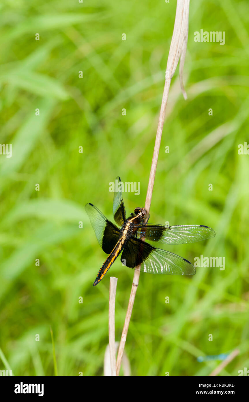 Little Canada, Minnesota. Gervais Mill Park. Immature Male Widow ...