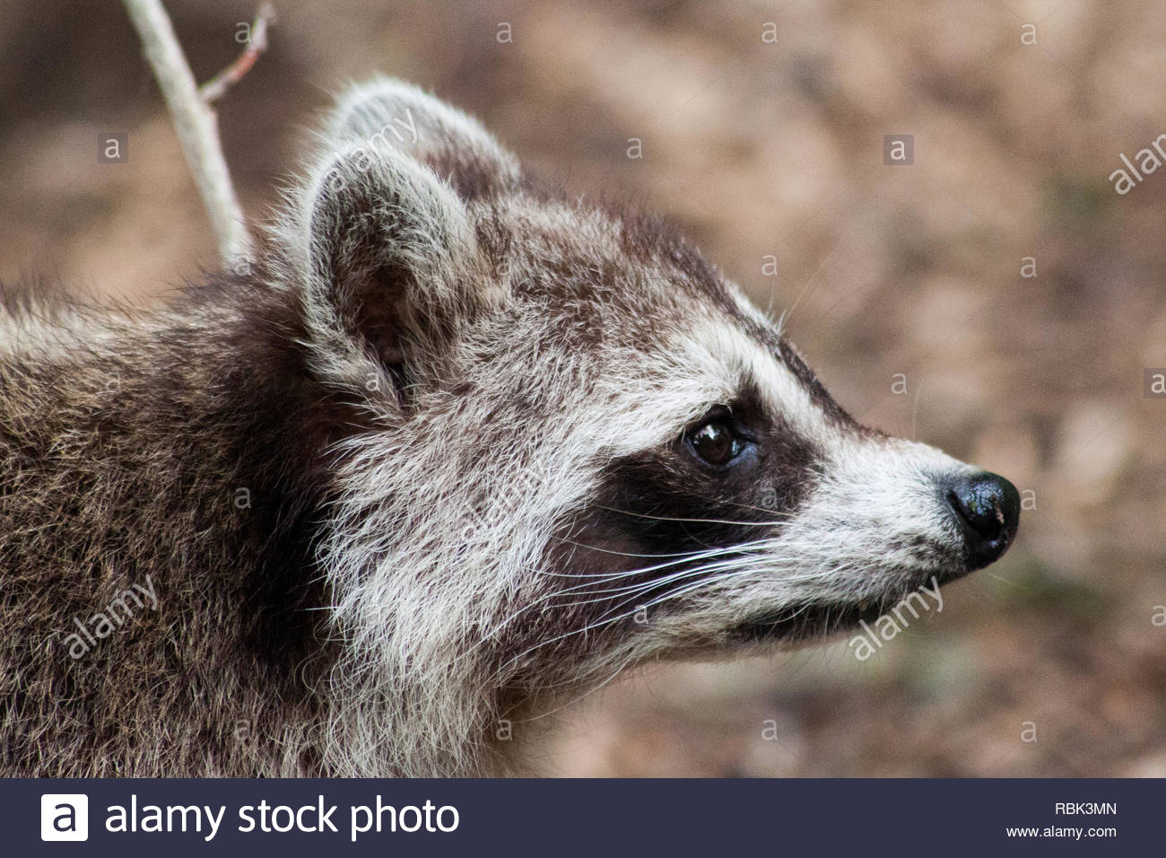 Northern Raccoon High Resolution Stock Photography and Images - Alamy