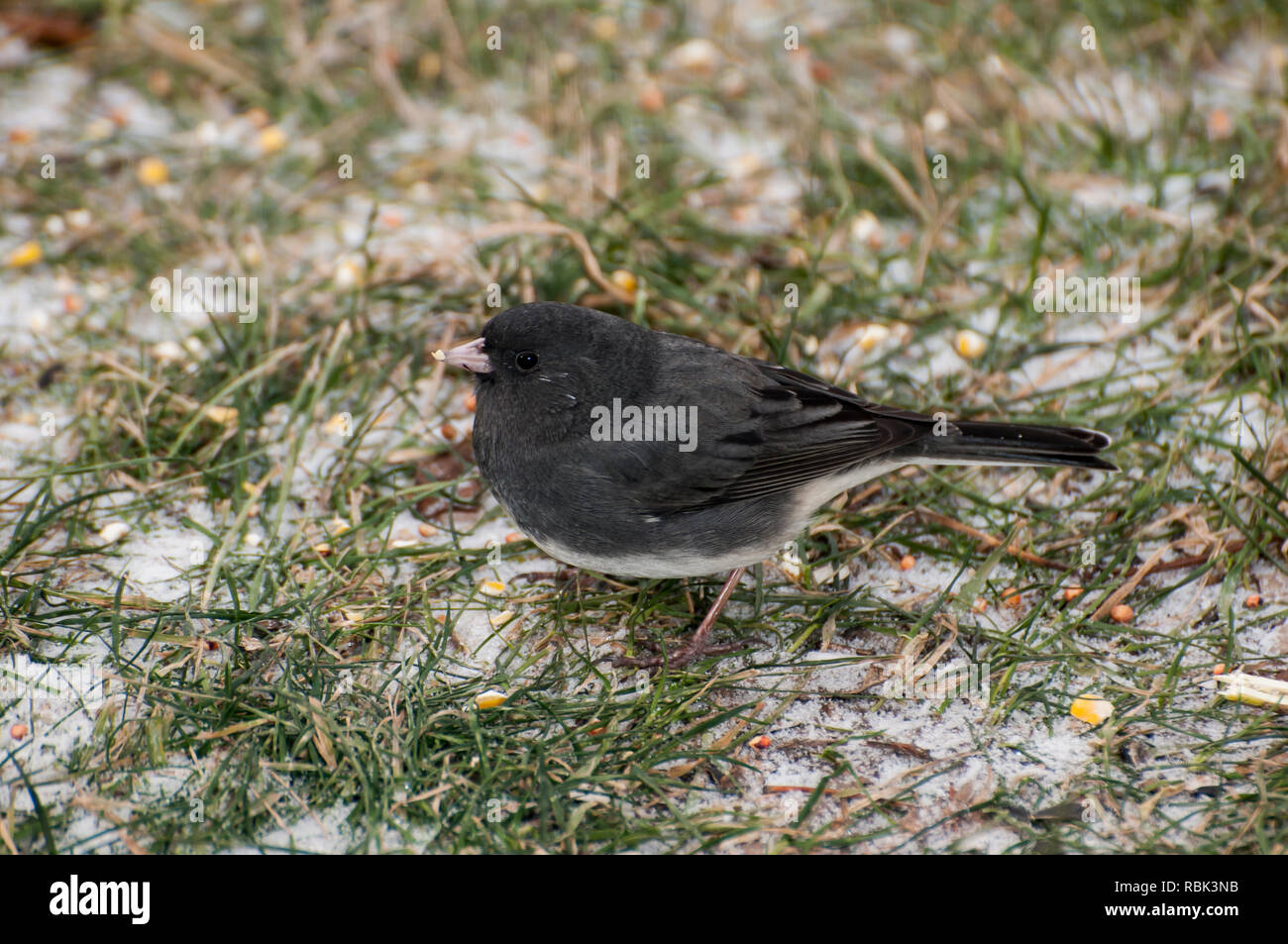 Junco bird hi-res stock photography and images - Alamy