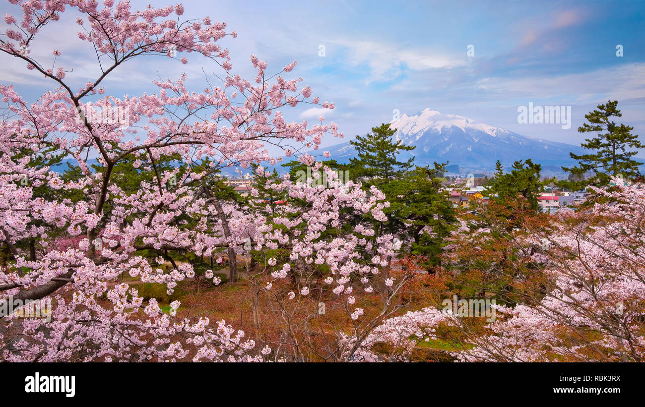 Hirosaki, Japan - April 23 2018: Full bloom Sakura - Cherry Blossom at ...