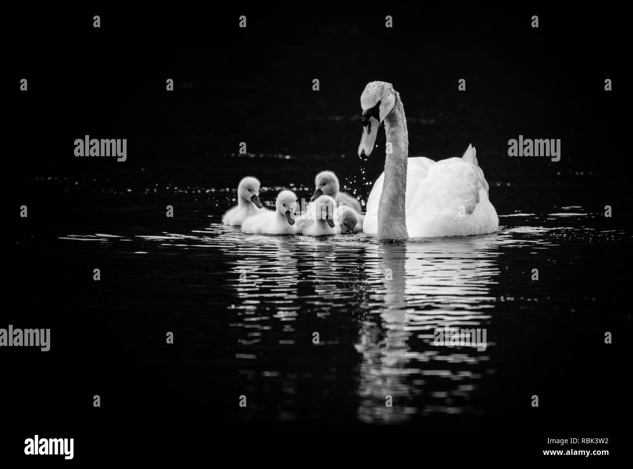 Five swans Black and White Stock Photos & Images - Alamy