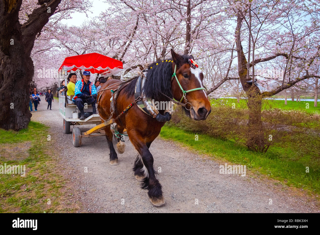 Iwate , Japan - April 22 2018: A Horse carriage carry a group of ...