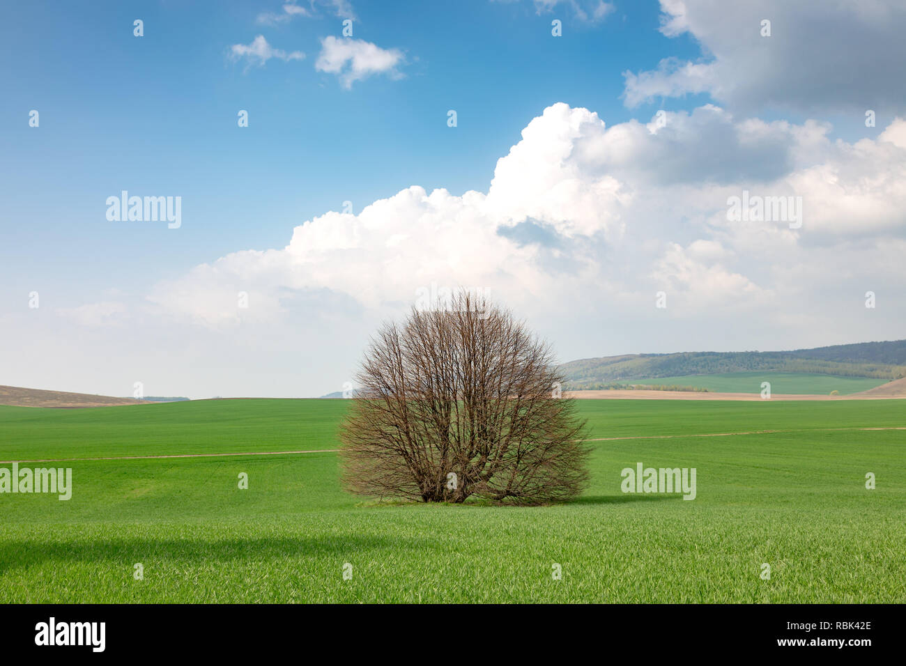 Summer landscapes lonely tree hi-res stock photography and images - Alamy
