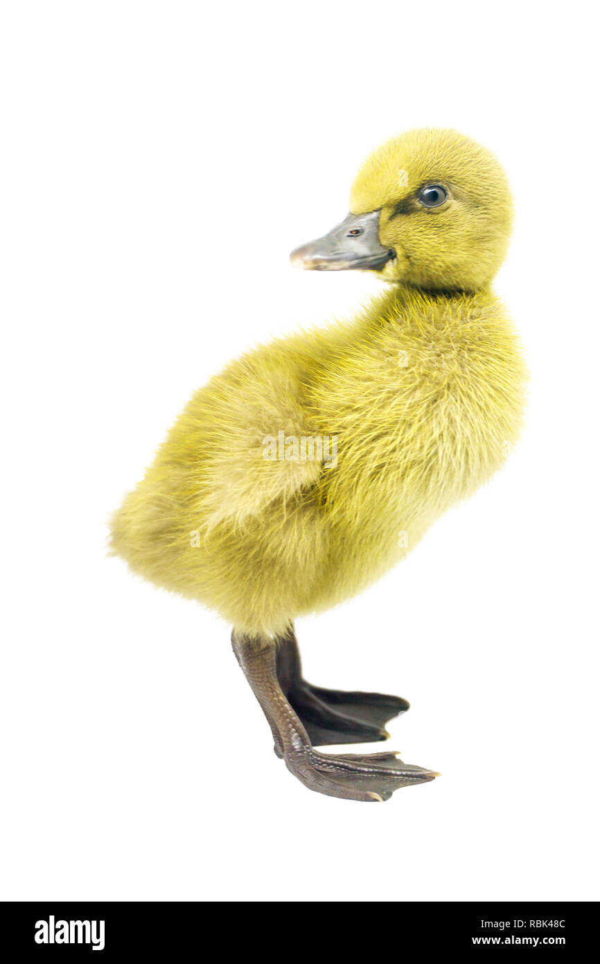 Yellow ducklings standing on a white background Stock Photo - Alamy