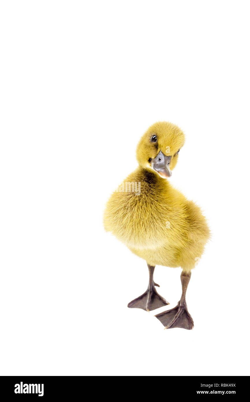 Yellow ducklings standing on a white background Stock Photo - Alamy