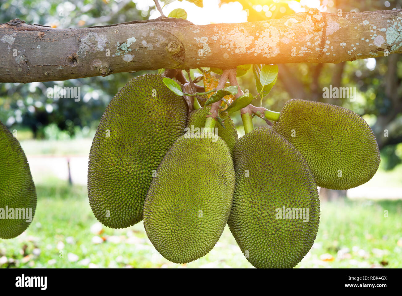 Jack fruits hanging in trees in a tropical Stock Photo - Alamy