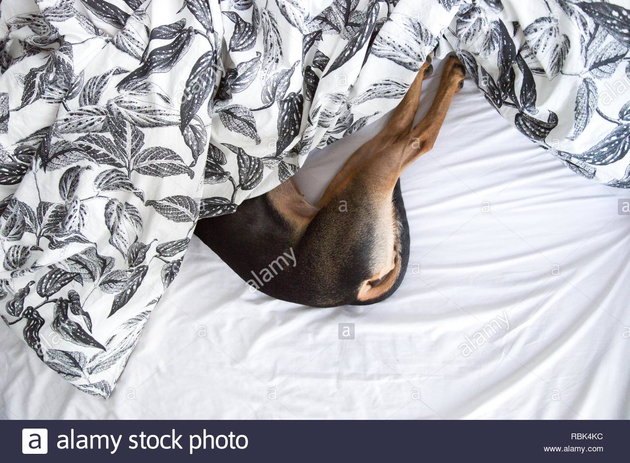 Under The Sheets Stock Photos & Under The Sheets Stock Images - Alamy