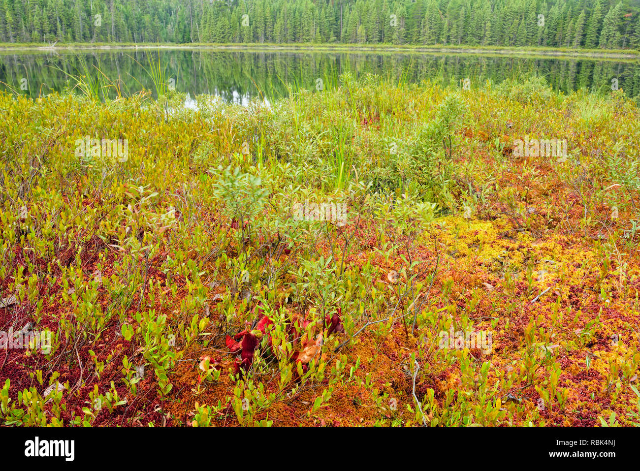 Spruce bog with Northern pitcher plant, near Halfway Lake Provincial ...