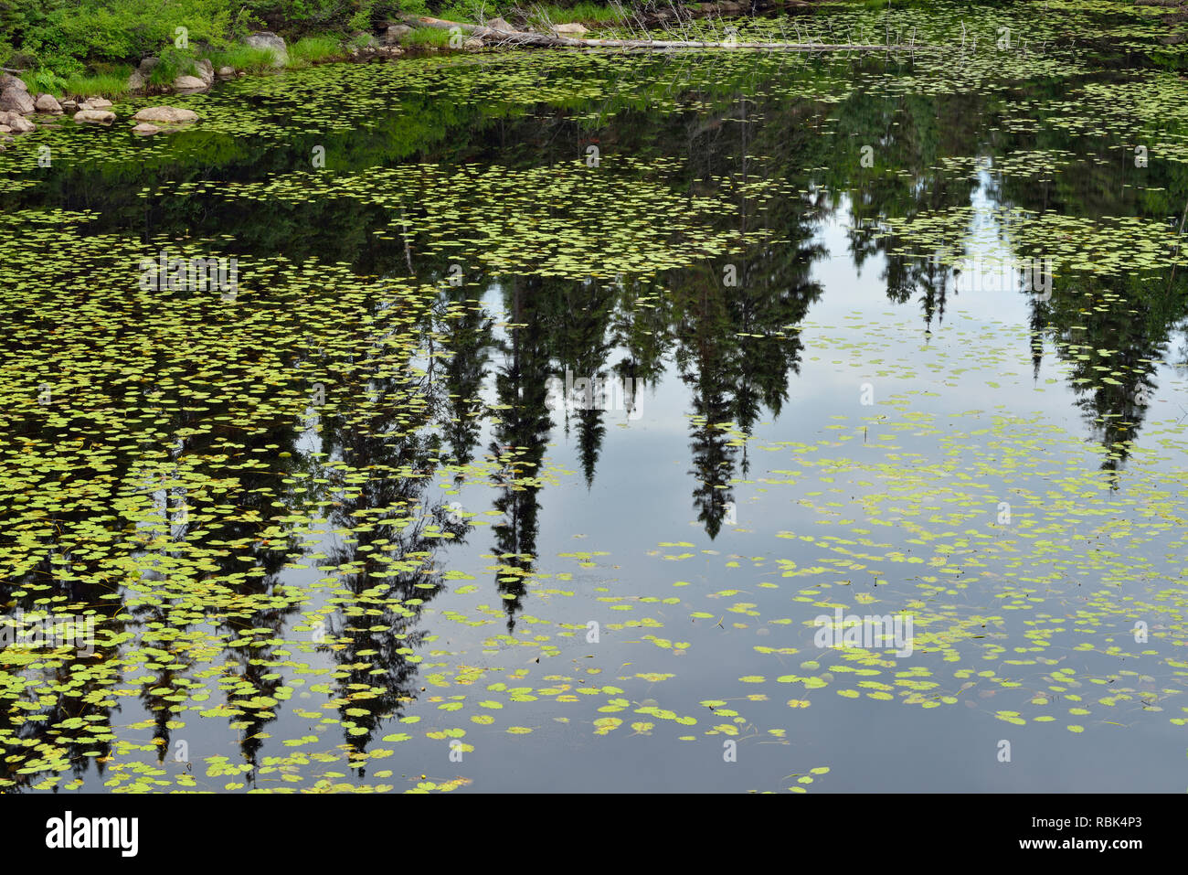 Conifer boreal hi-res stock photography and images - Alamy