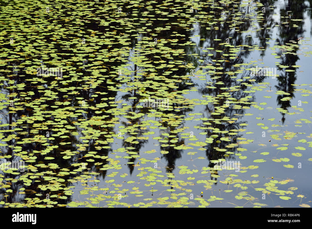 Conifer boreal hi-res stock photography and images - Alamy