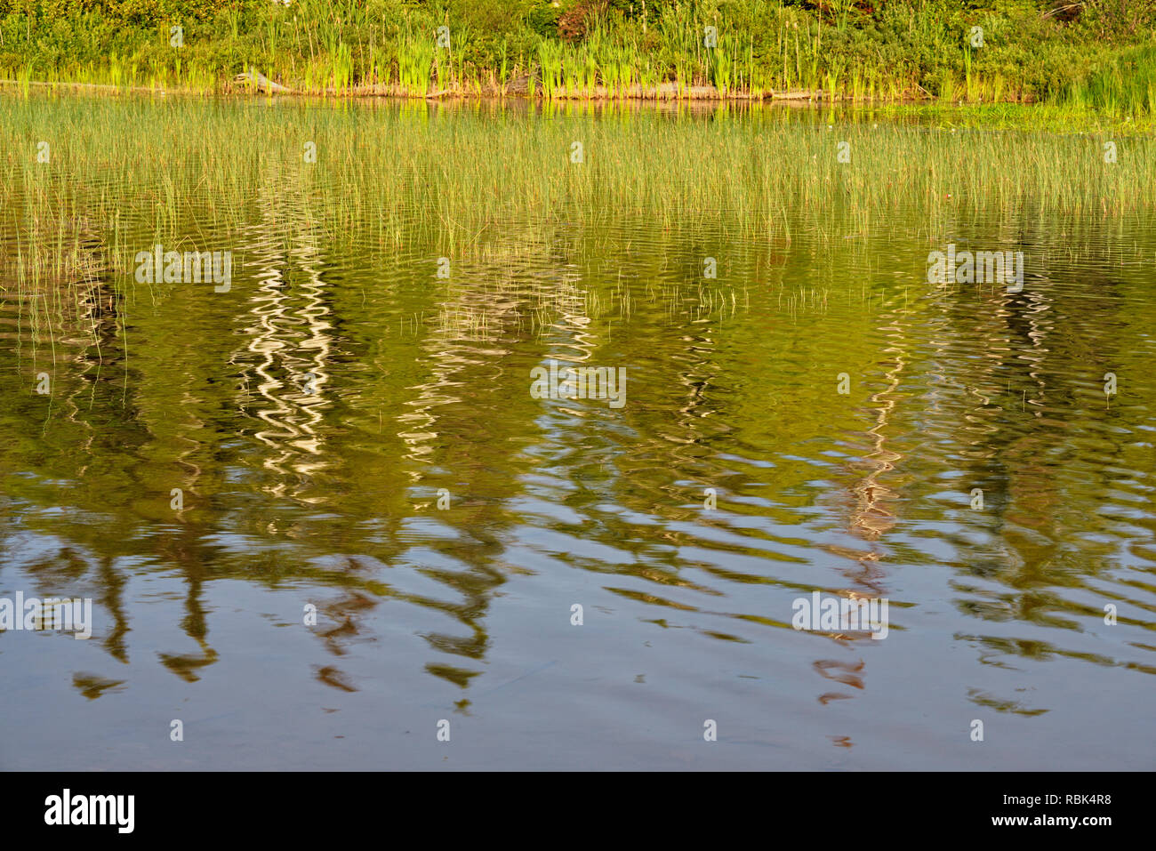 Evening reflections in the shallows of Halfway Lake, Halfway Lake ...