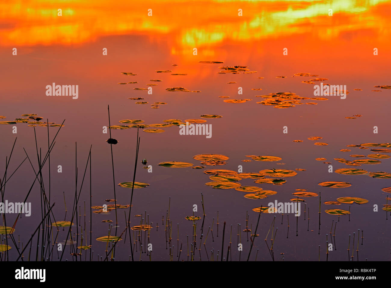 Sunrise skies reflected in the shallows of Halfway Lake, Halfway Lake ...