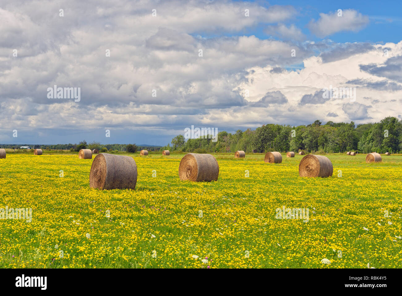 Hay rolls lying in a field with flowering birdsfoot trefoil, Sault Ste ...