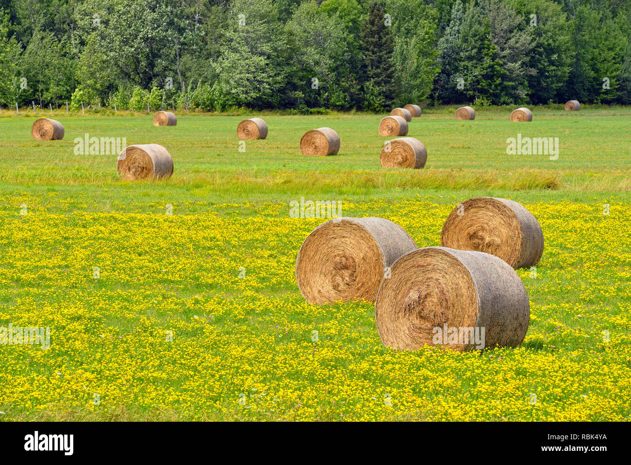 Hay rolls in fields hi-res stock photography and images - Alamy
