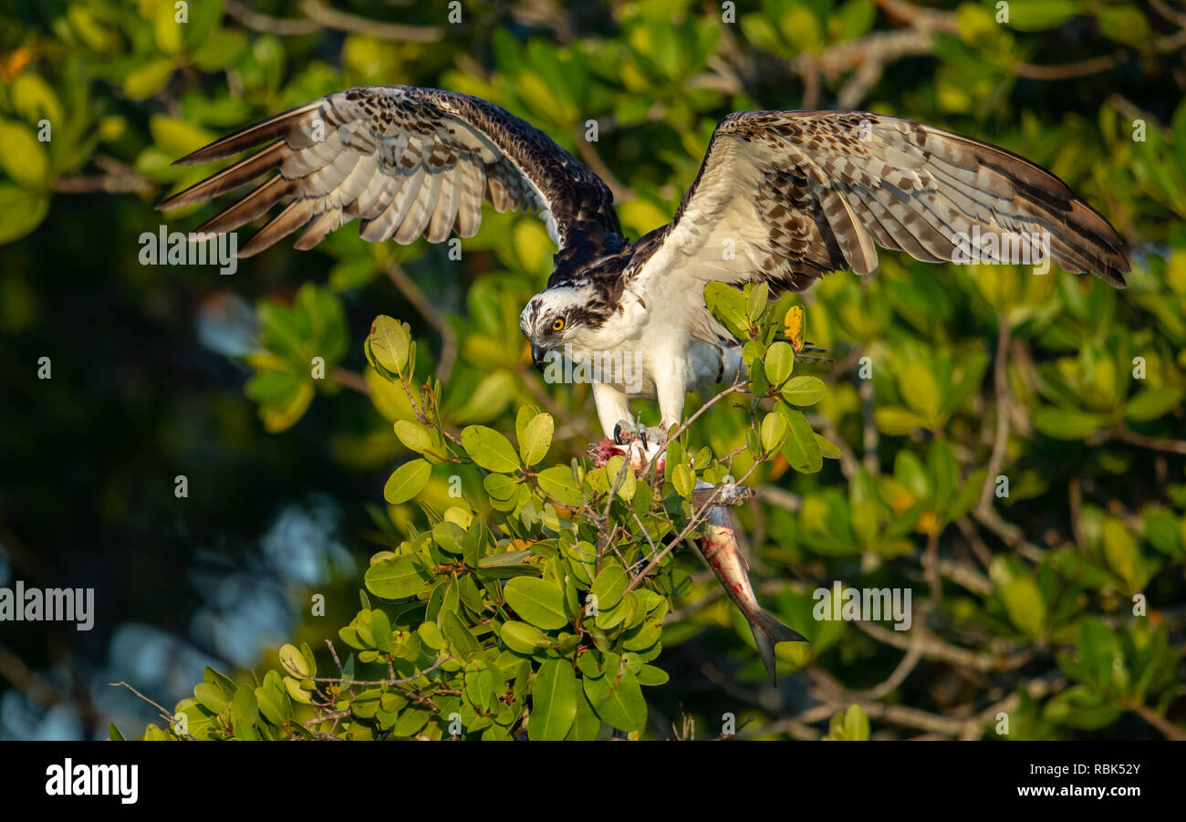 Osprey flying with Fish Stock Photo - Alamy