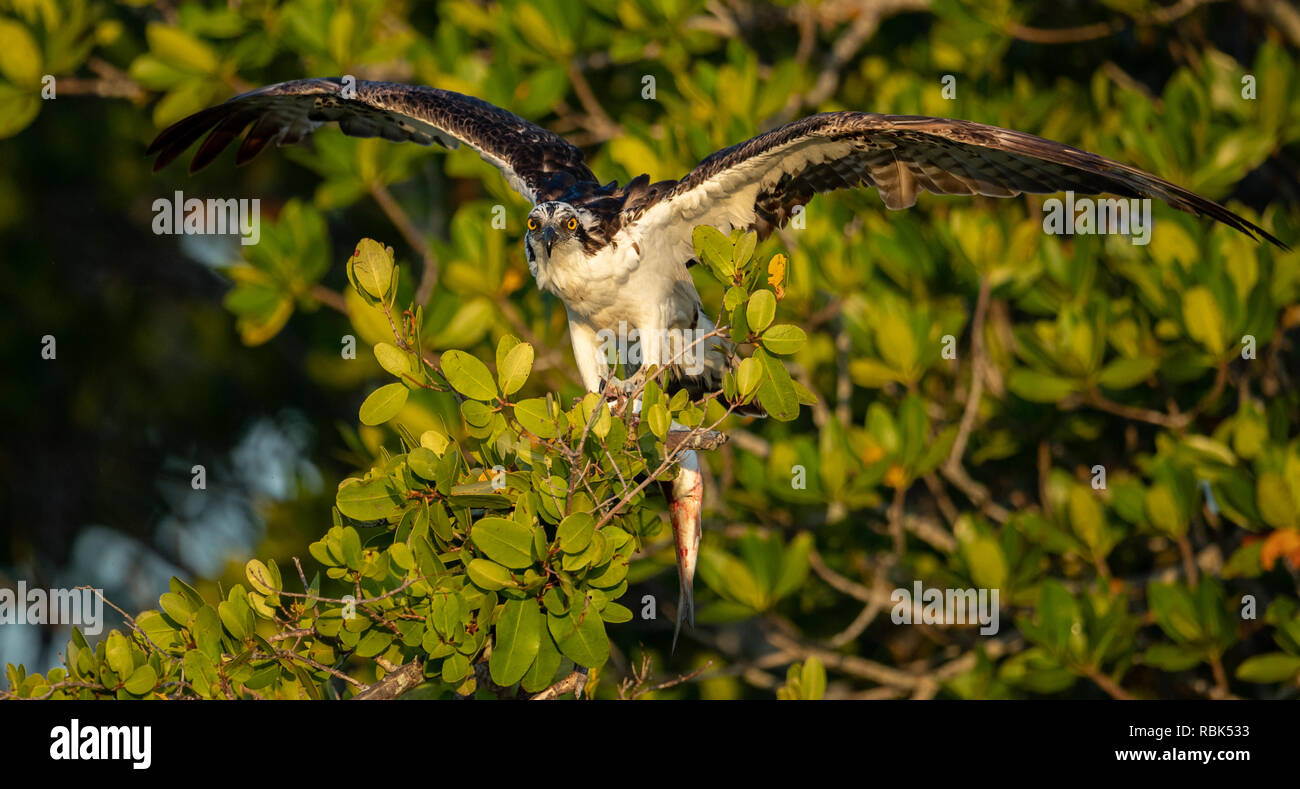 Osprey flying with Fish Stock Photo - Alamy
