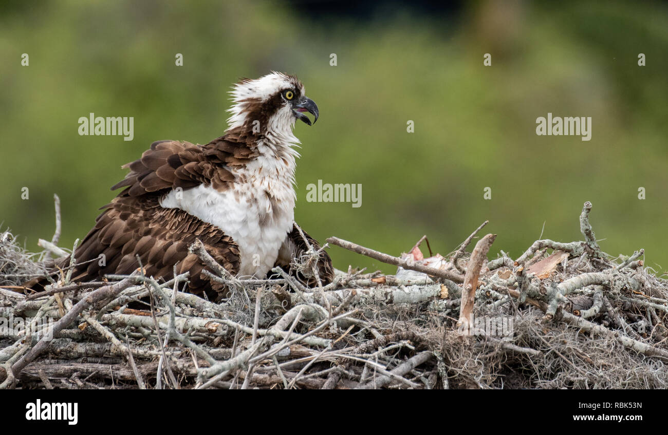 Osprey flying with Fish Stock Photo - Alamy