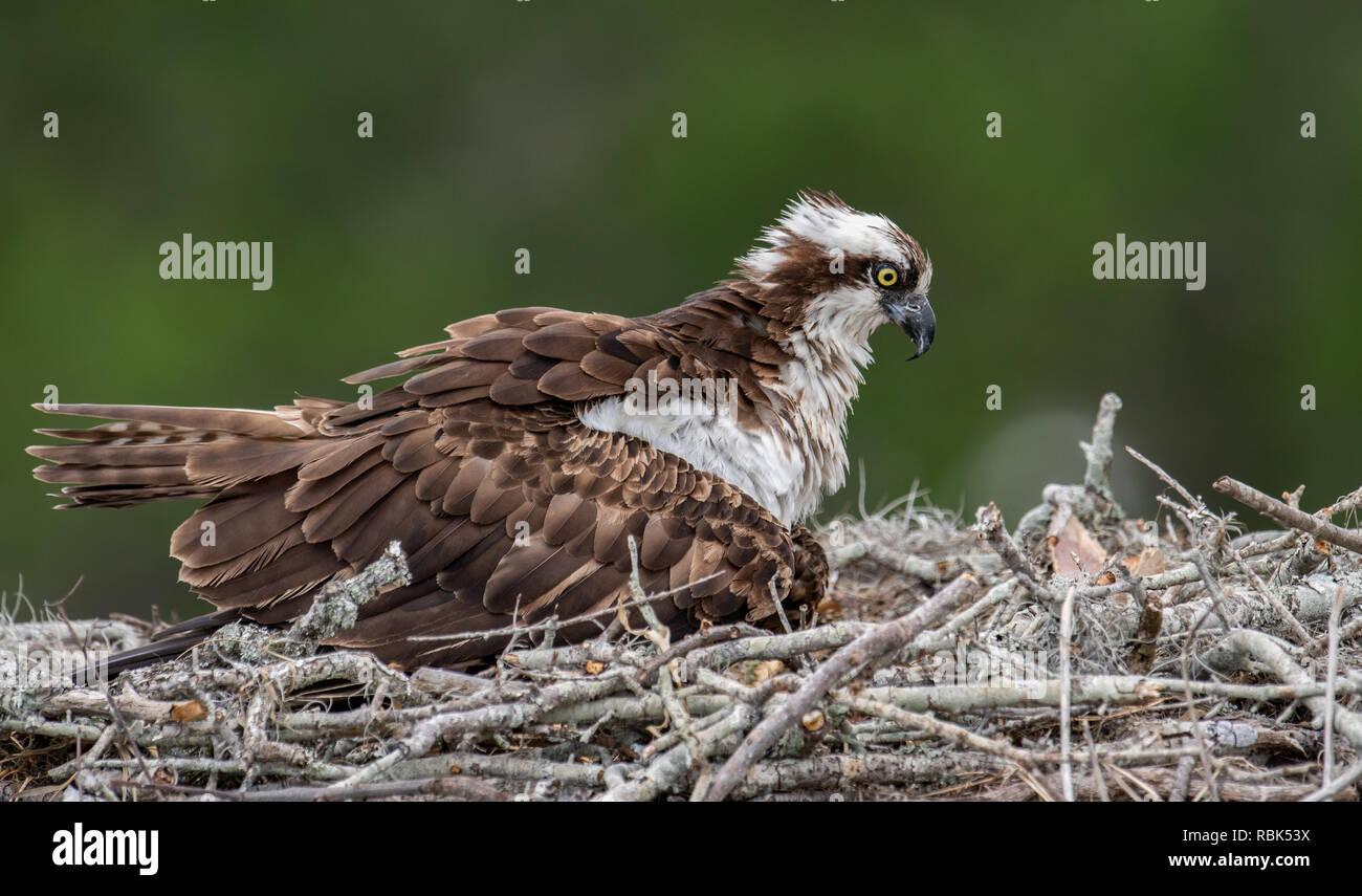 Osprey flying with Fish Stock Photo - Alamy