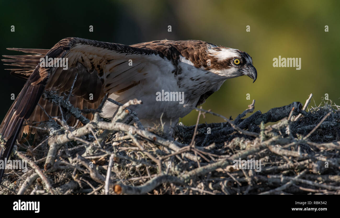 Osprey flying with Fish Stock Photo - Alamy