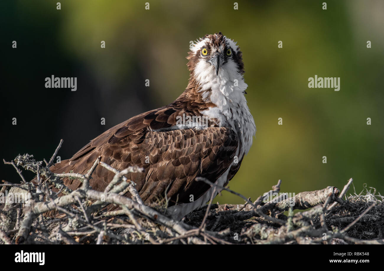 Osprey flying with Fish Stock Photo - Alamy