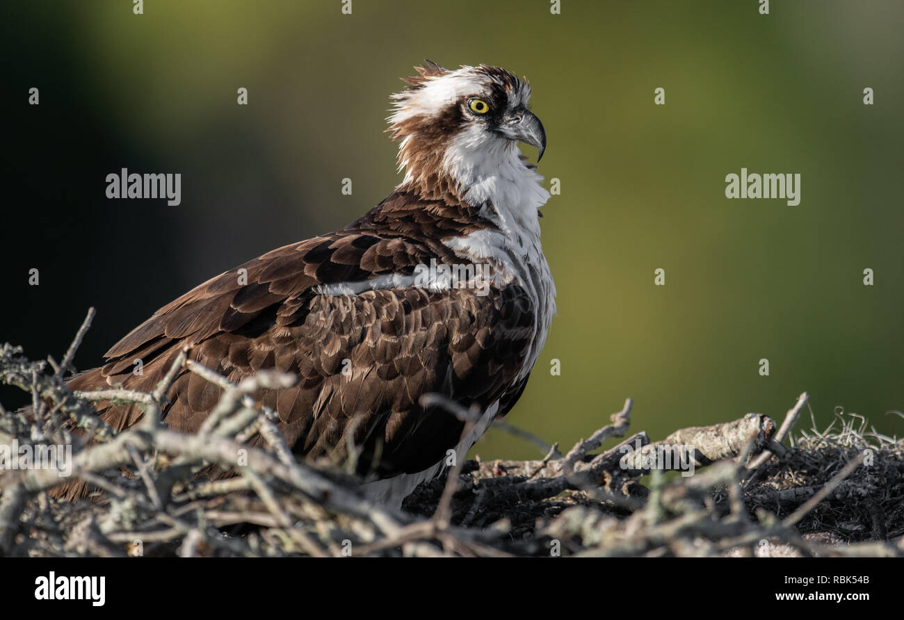 Osprey flying with Fish Stock Photo - Alamy