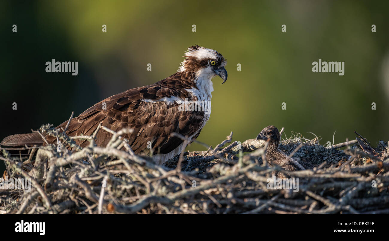 Osprey flying with Fish Stock Photo - Alamy