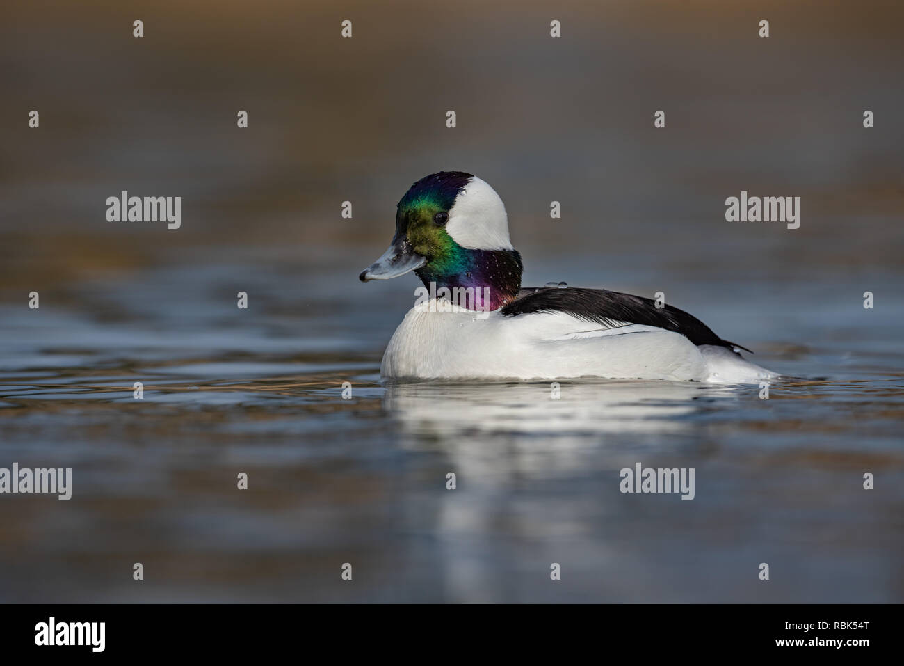 Male Drake Bufflehead in Canada Stock Photo - Alamy