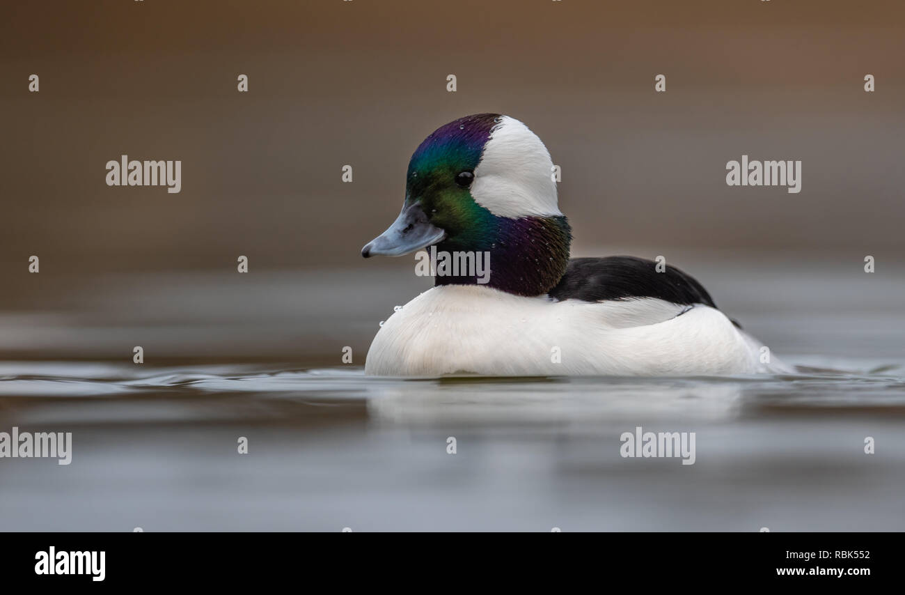 Male Drake Bufflehead in Canada Stock Photo - Alamy
