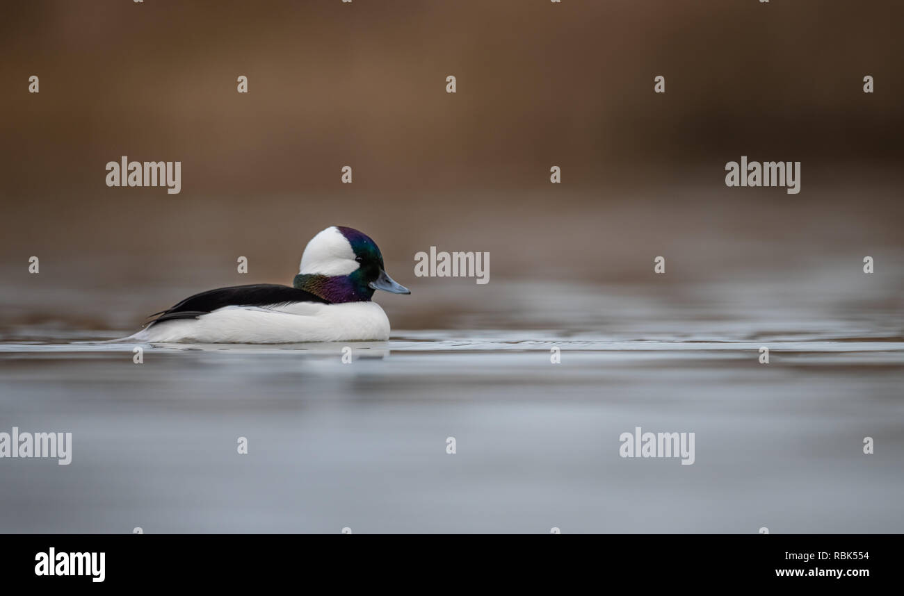Male Drake Bufflehead in Canada Stock Photo - Alamy