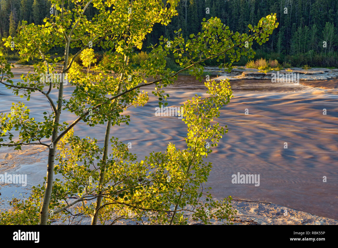 Trees overlooking the Hay River, Twin Falls Territorial Park, Northwest ...