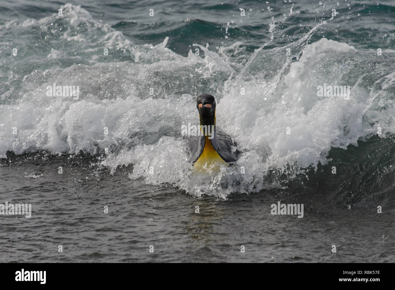 Emperor penguin swimming hi-res stock photography and images - Alamy