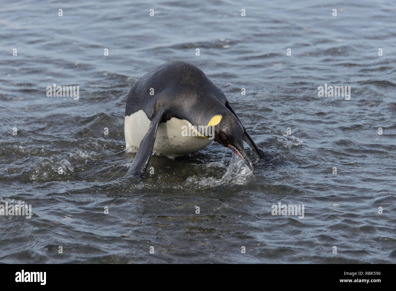 Emperor penguin swimming sea hi-res stock photography and images - Alamy