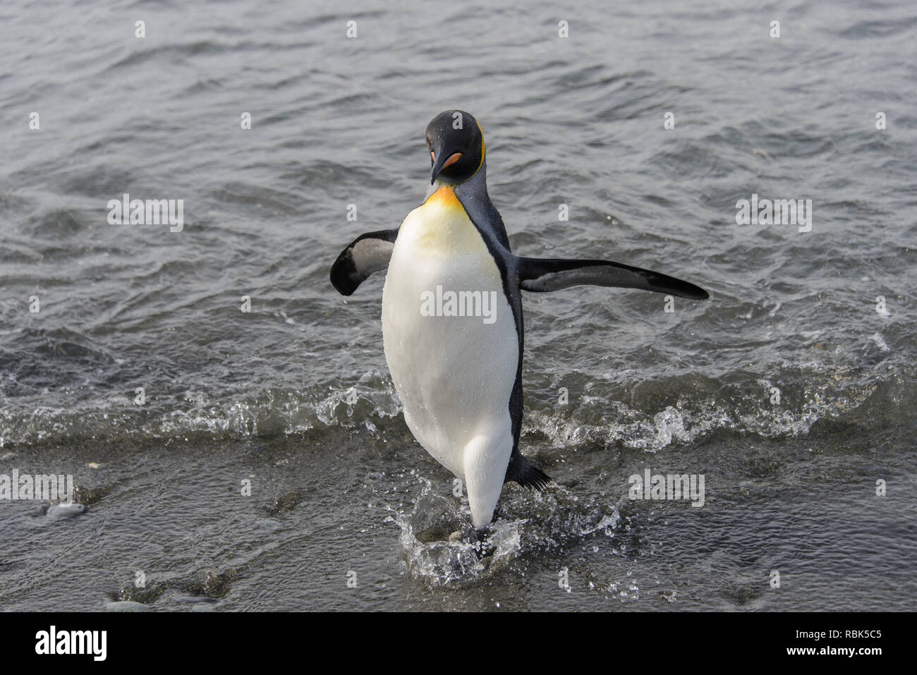 King penguin in the water Stock Photo - Alamy