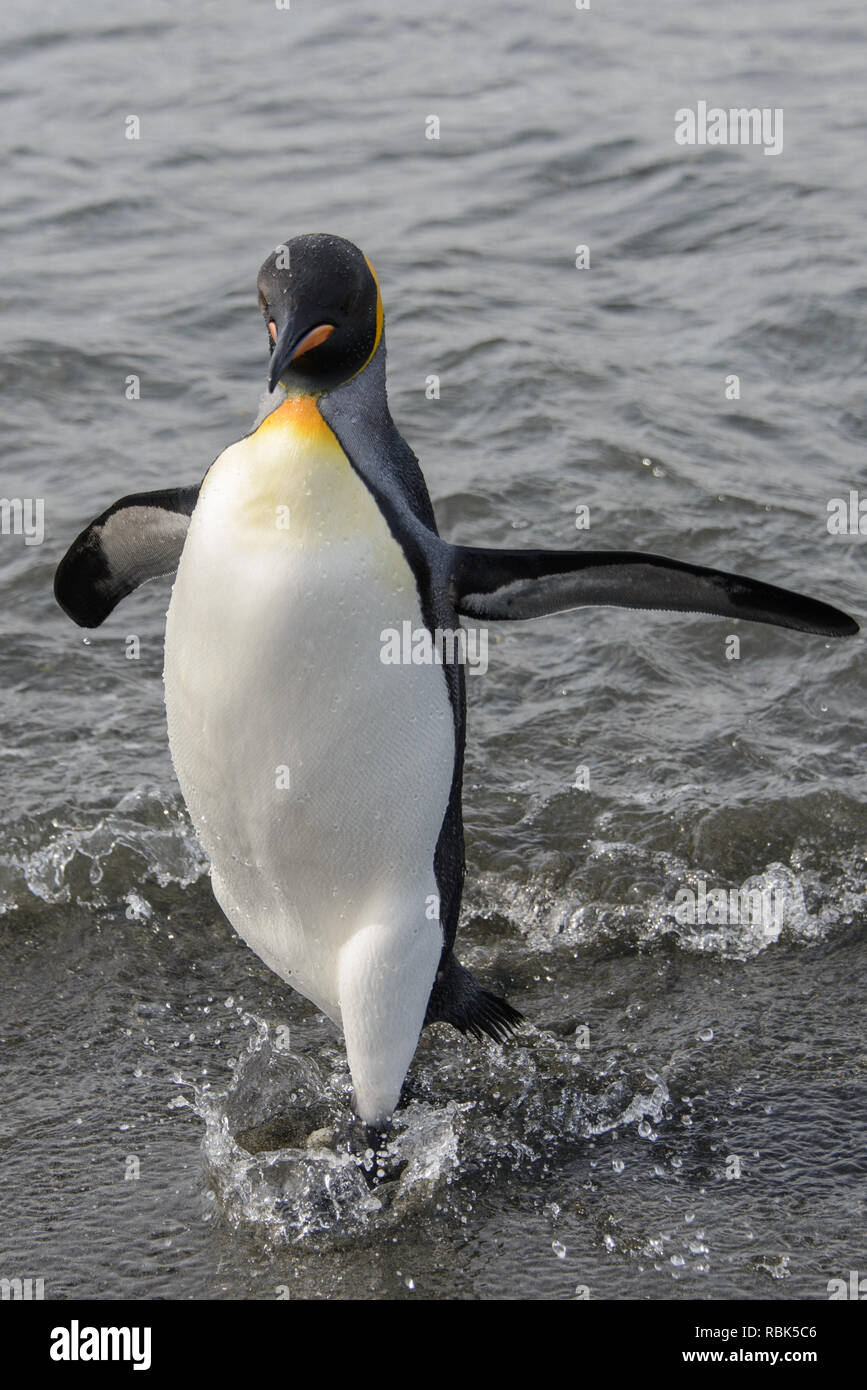 King penguin in the water Stock Photo - Alamy