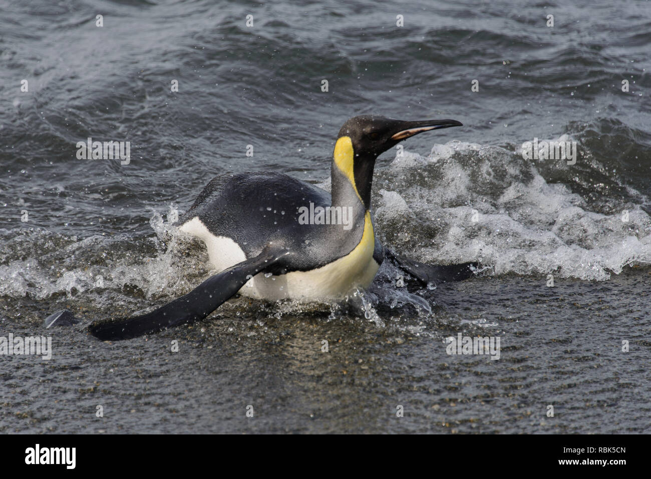 Emperor penguin jump into water hi-res stock photography and images - Alamy