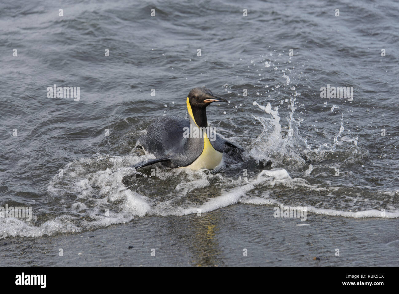 King penguin in the water Stock Photo - Alamy
