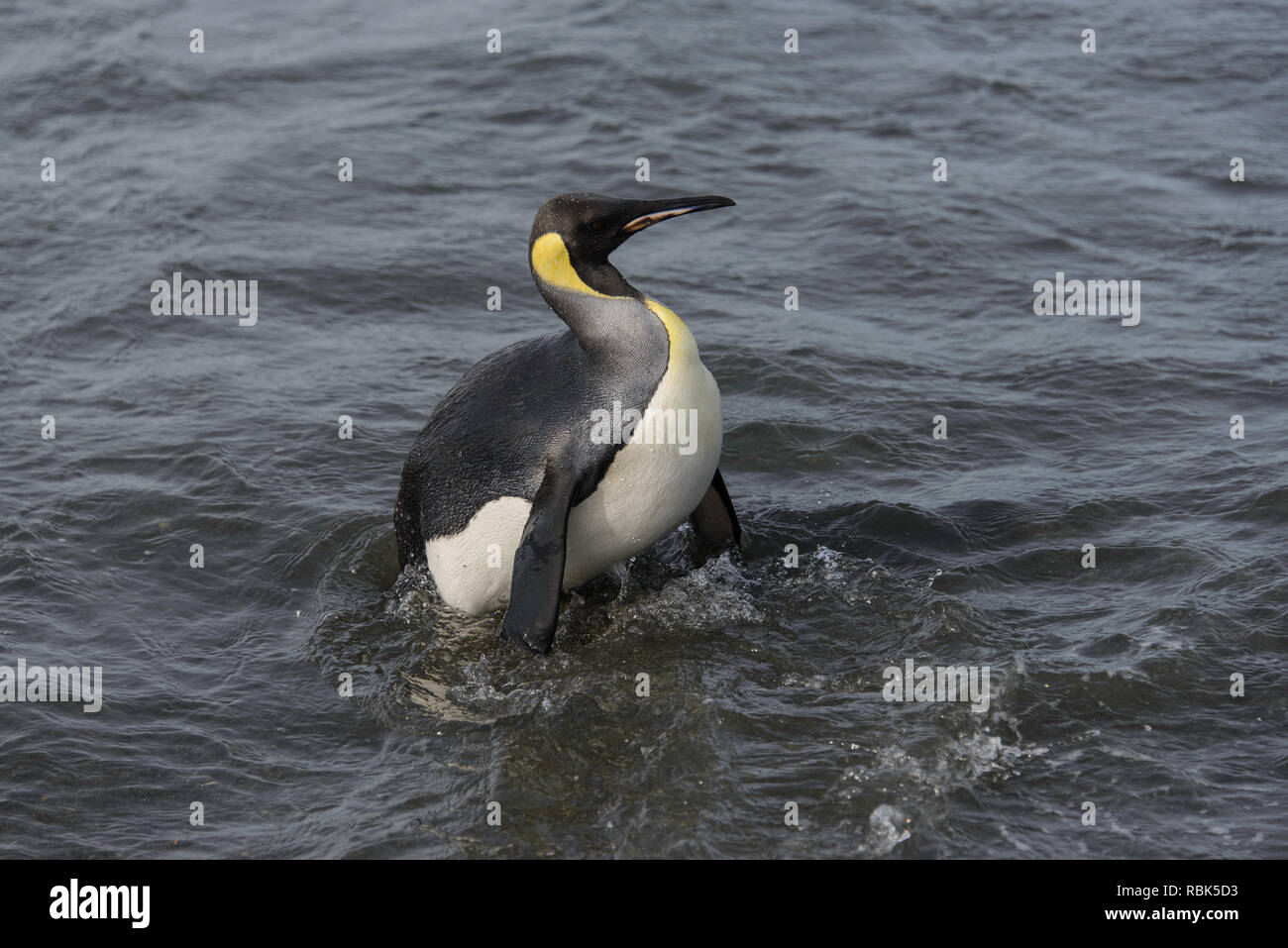 King penguin in the water Stock Photo - Alamy