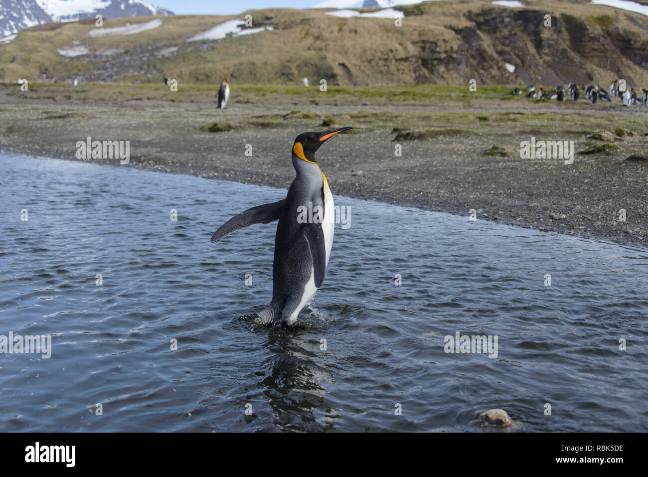 King penguin in the water Stock Photo - Alamy