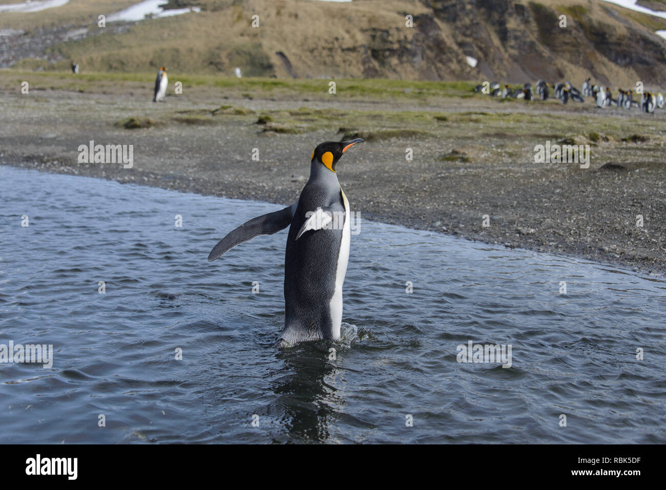 King penguin in the water Stock Photo - Alamy